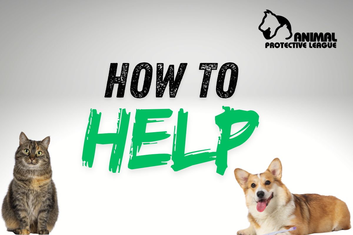 How to Help the APL | 100.5 WYMG